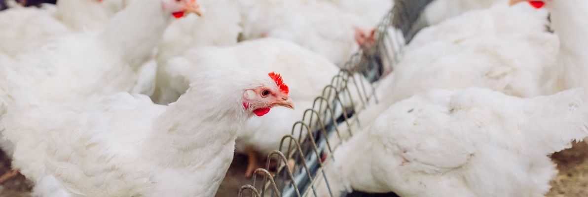 ‘Strange things’ in egg breakout – when to suspect a breeder nutrition ...